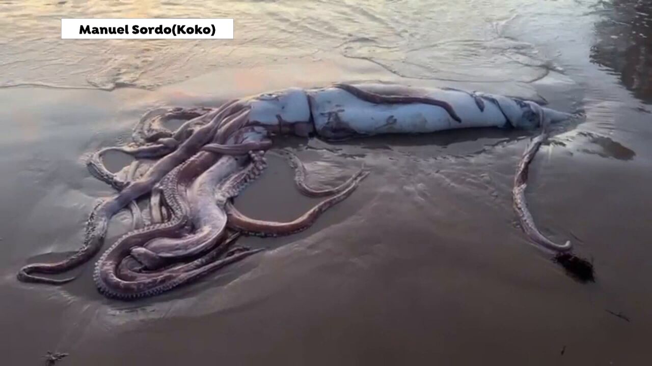 Un calamar gigante de 10 metros aparece en la playa de Llanes, Asturias ...