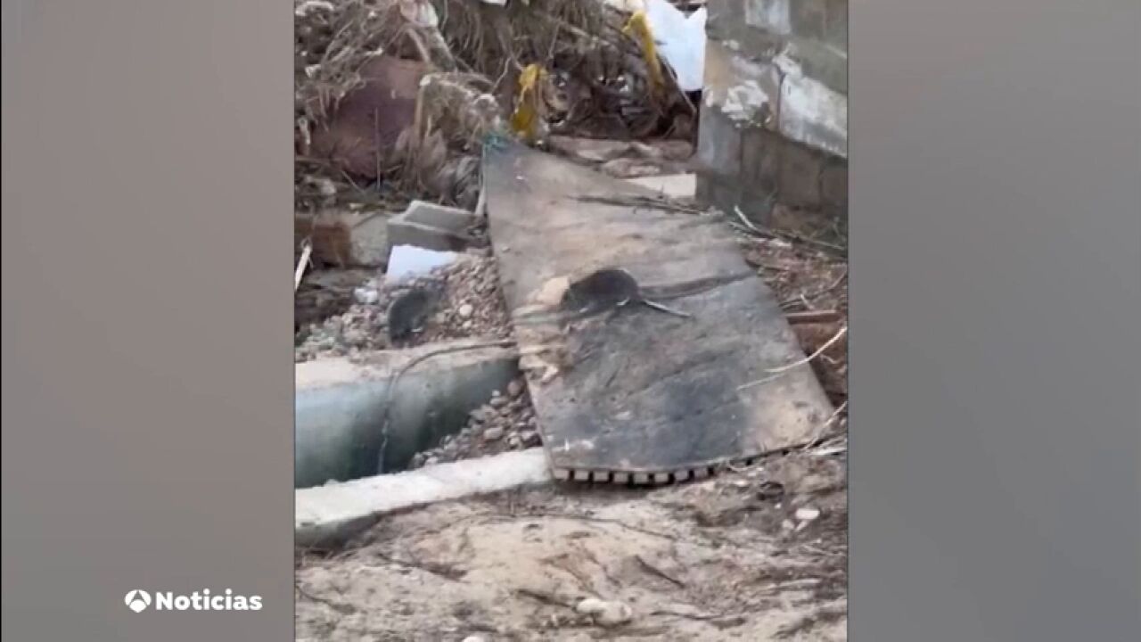 La retirada del lodo y basura es prioritario en Valencia para evitar ...