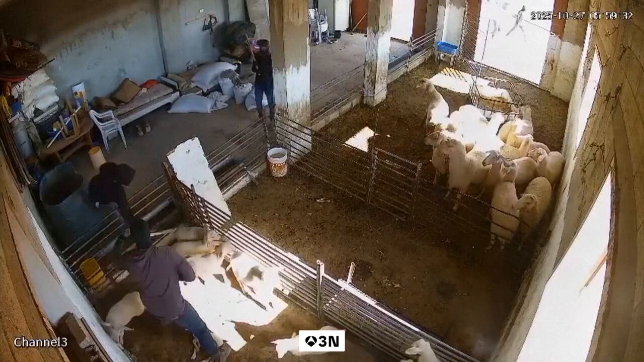 Duras imágenes: colonos israelíes matan ovejas en ataques a granjas y ...