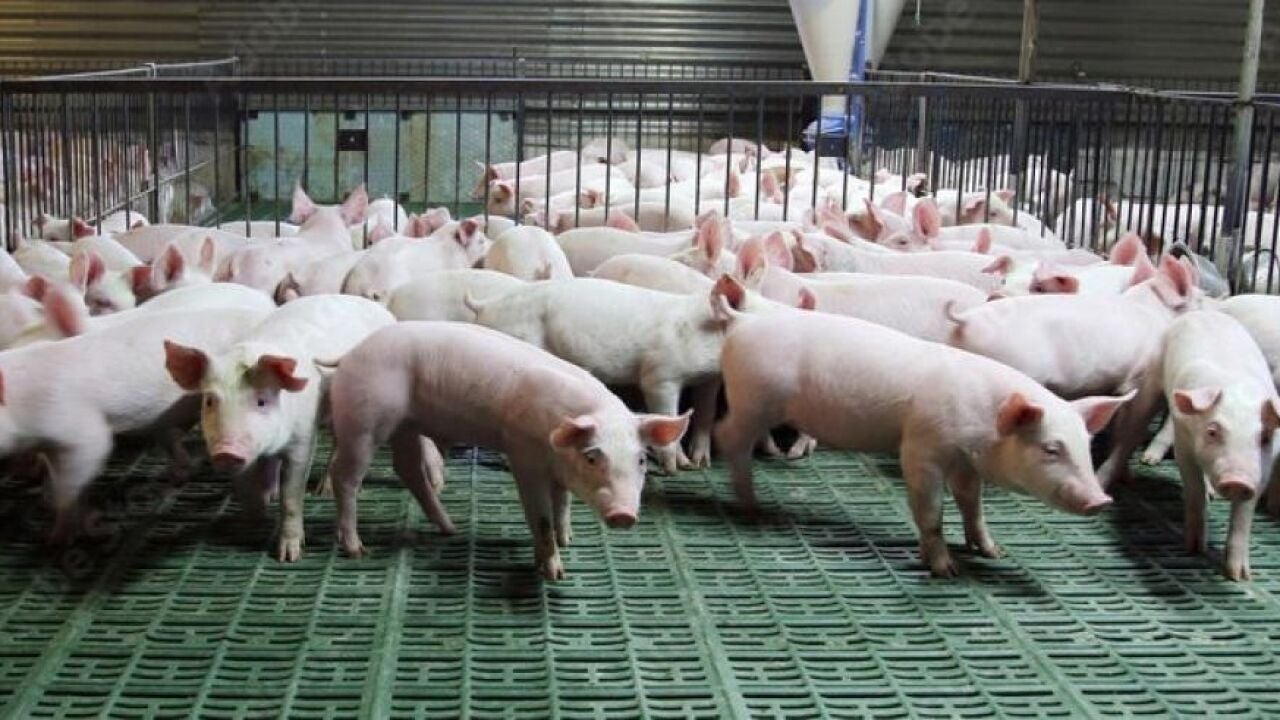 El precio del cerdo se desploma hasta un 17% tras los casos de peste ...