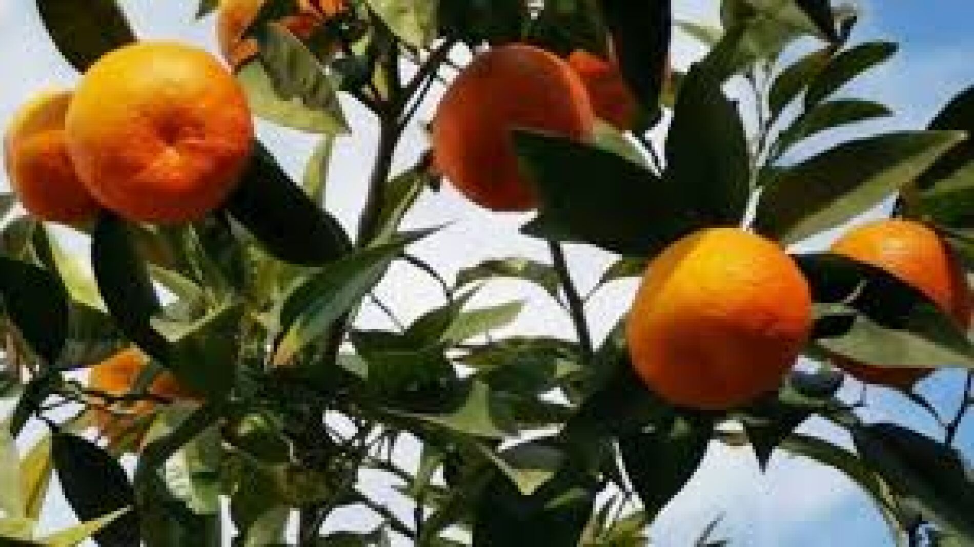 Naranjas amargas de Sevilla: cuando el amargor se convierte en sabor y ...