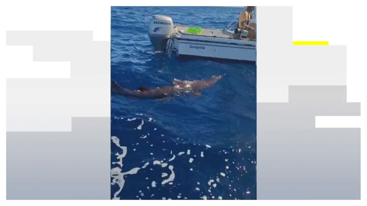 El aterrador tiburón duende aparece por primera vez vivo en aguas de ...